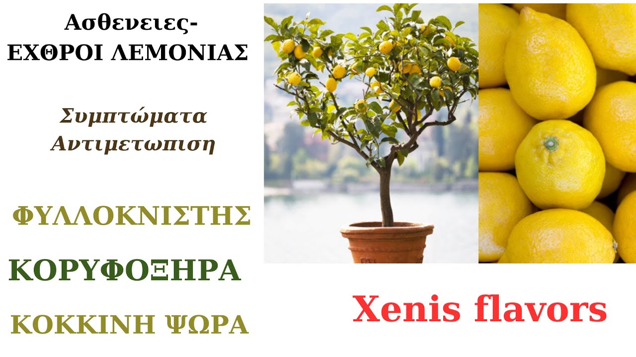 ΑΣΘΕΝΕΙΕΣ-ΕΝΤΟΜΑ ΠΟΥ ΠΡΟΣΒΑΛΛΟΥΝ ΤΗΝ ΛΕΜΟΝΙΑ! ΣΗΜΑΝΤΙΚΟΣ ΟΔΗΓΟΣ ...