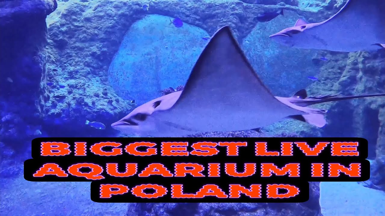 Biggest live Aquarium in Poland - YouTube