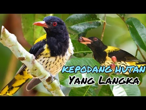 Mengenal Burung Kepodang Hutan Yang Bersuara Indah - YouTube