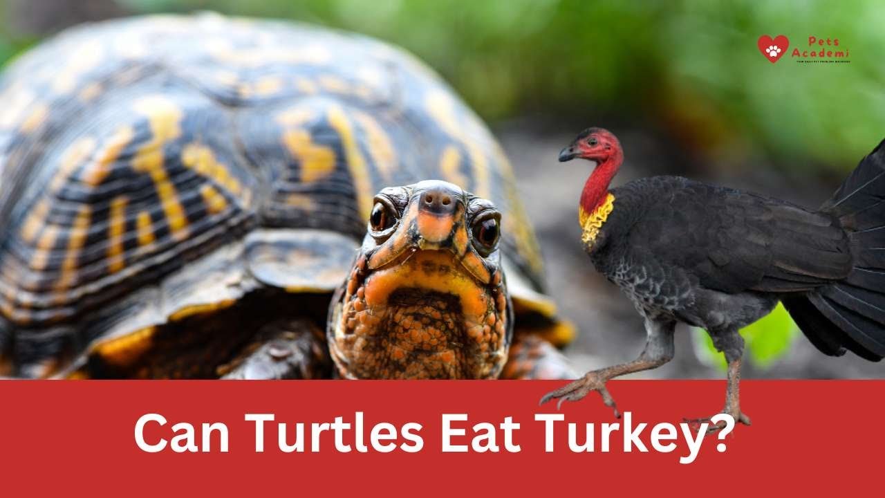 Can Turtles Eat Turkey? - YouTube
