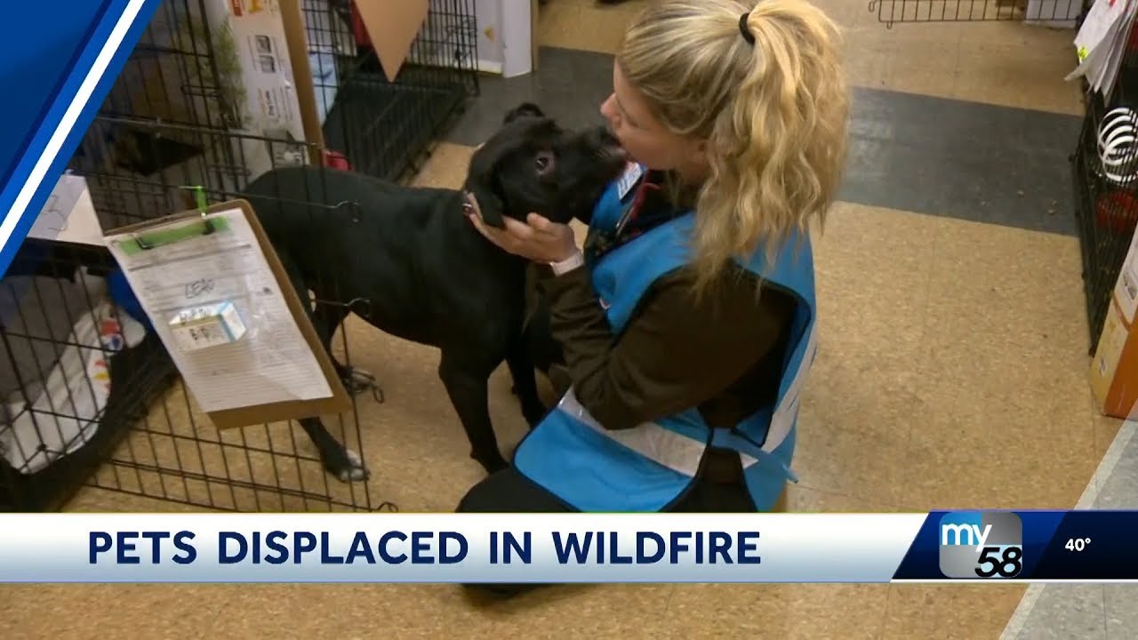 KCRA Chico Animal Rescue -Camp Fire - YouTube