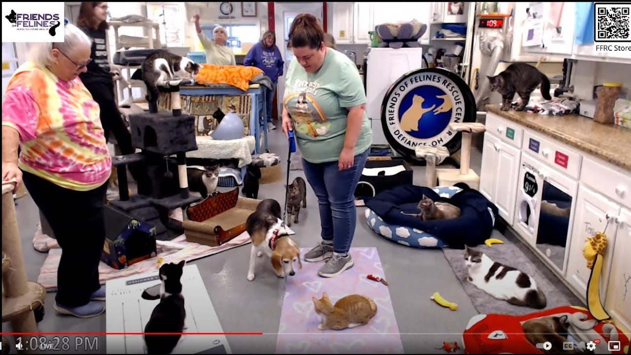 Hagrid Visits FFRC 10-07-2024 Friends of Felines Rescue Center (FFRC ...