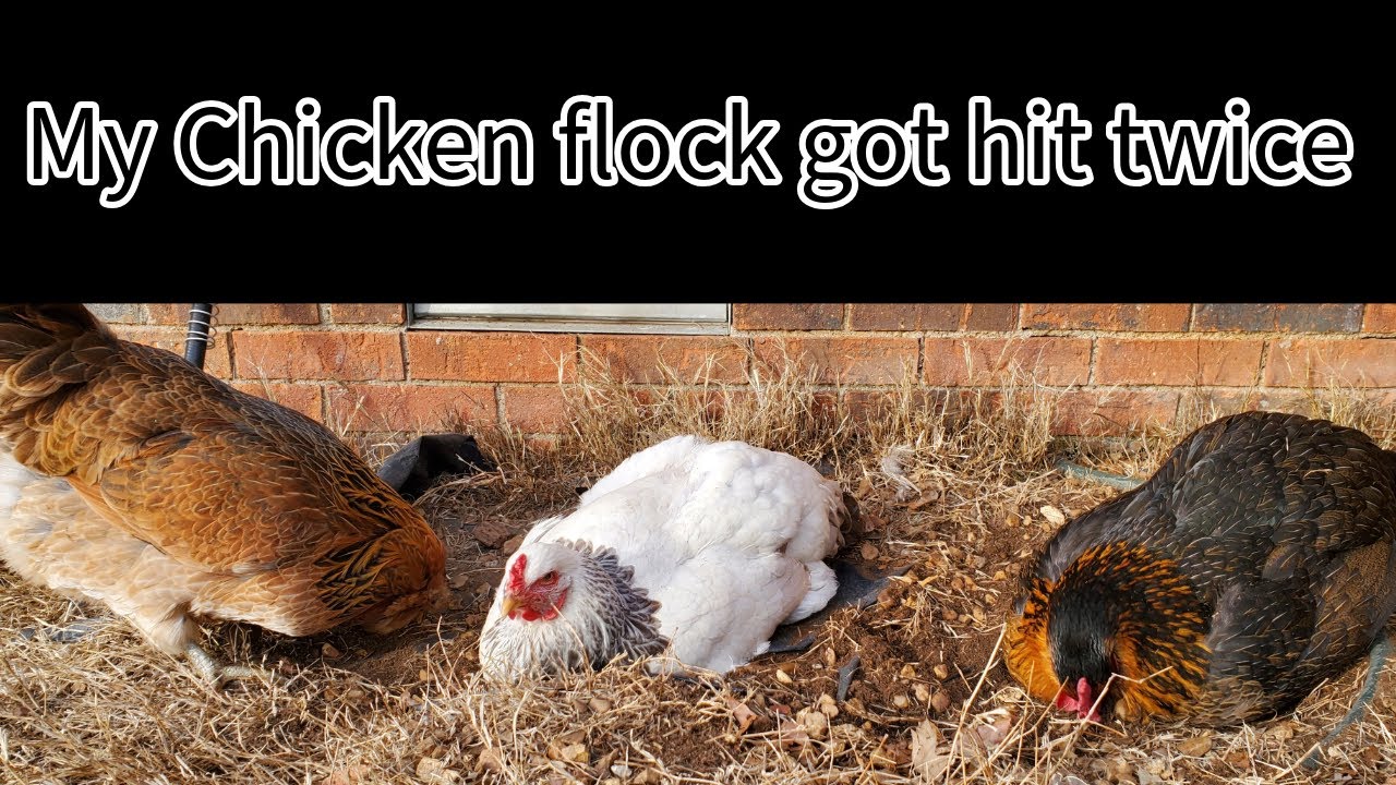 Let's talk Chickens - YouTube
