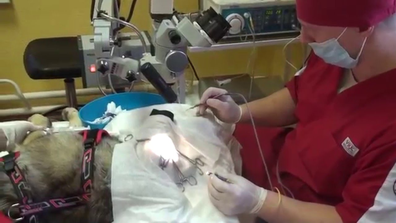 Волк. Хирургическое лечение катаракты у волка. Wolf. Surgery treatment ...