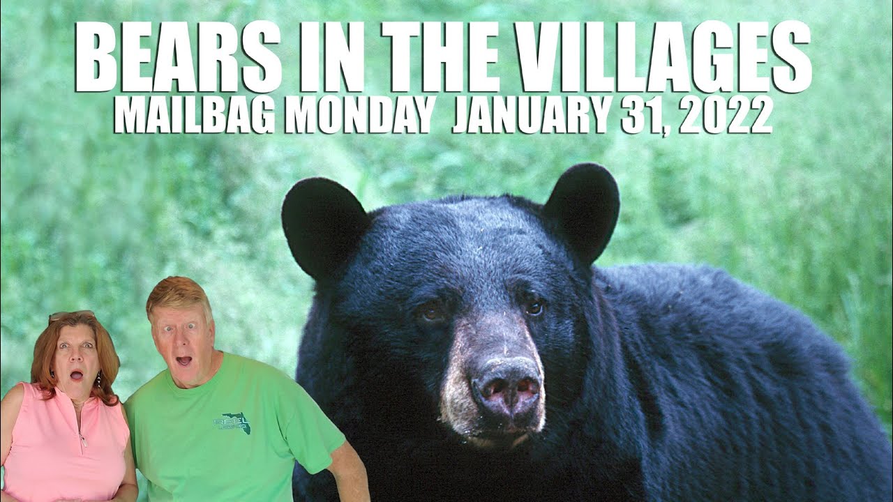 Bears in The Villages and More! - YouTube