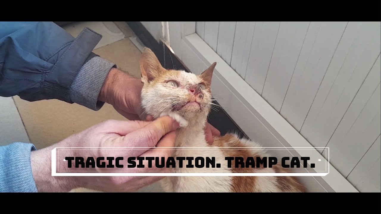 Rescue homeless cats😻Homeless street cats😻Adorable homeless cats😻 - YouTube