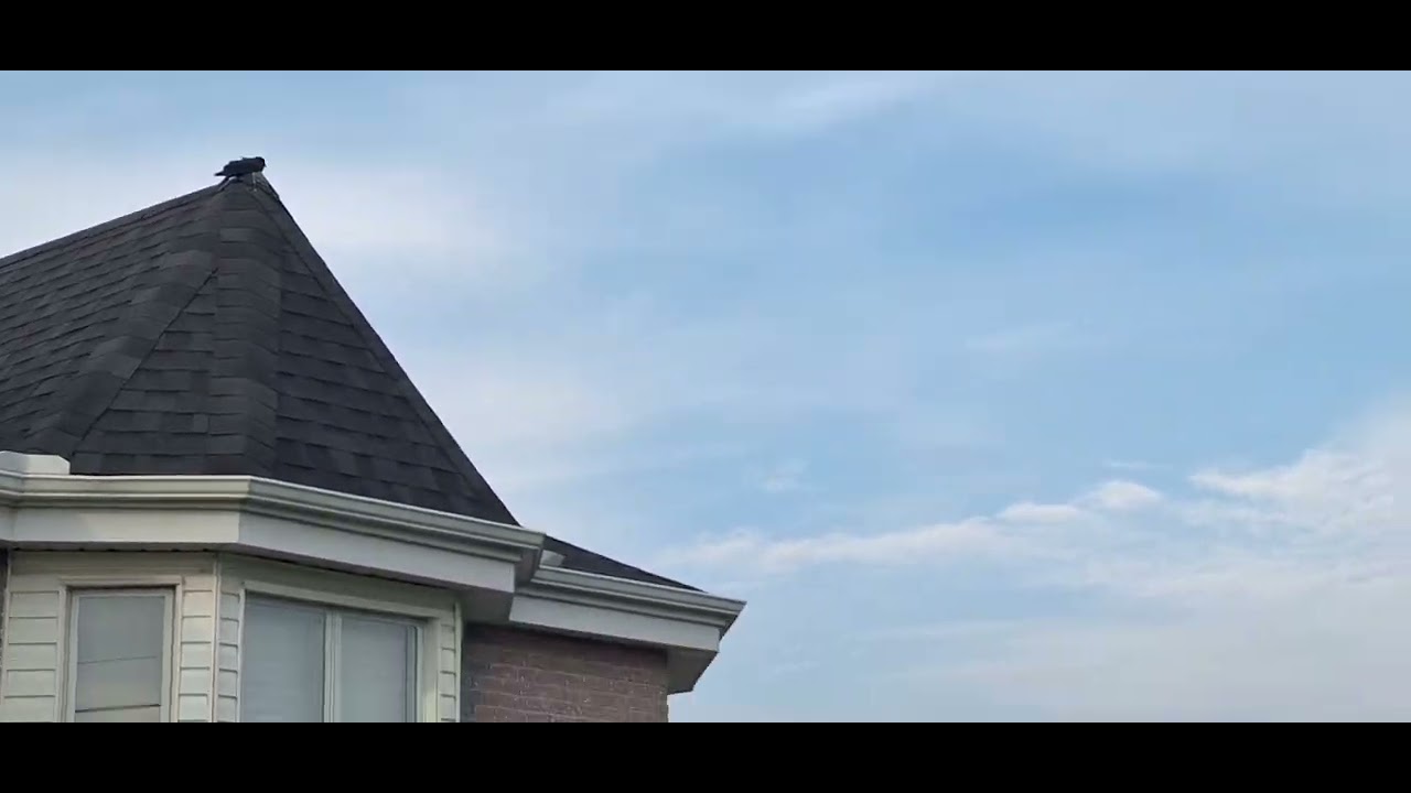 Pack of crows - YouTube