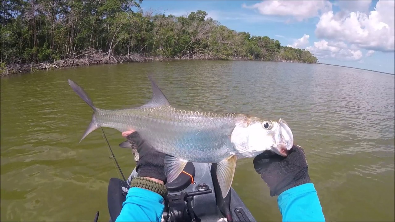 Everglades Wild! Crocs, Snook & Tarpon - YouTube