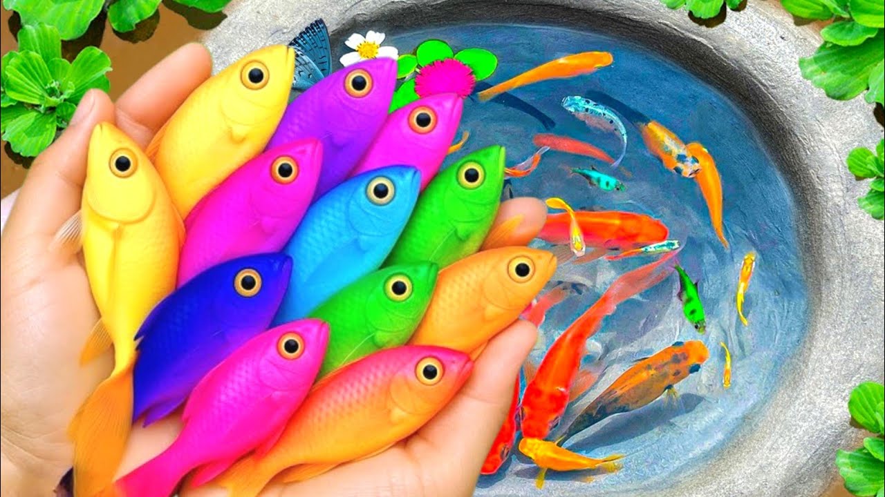 Unboxing strange fish in a small pond, baby turtles, angel fish, neon ...