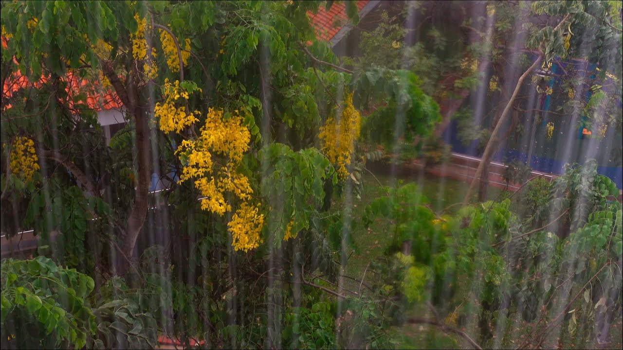 Coffee Break With Me | Heavy Rain Falling On The Trees | 4k | Surround ...