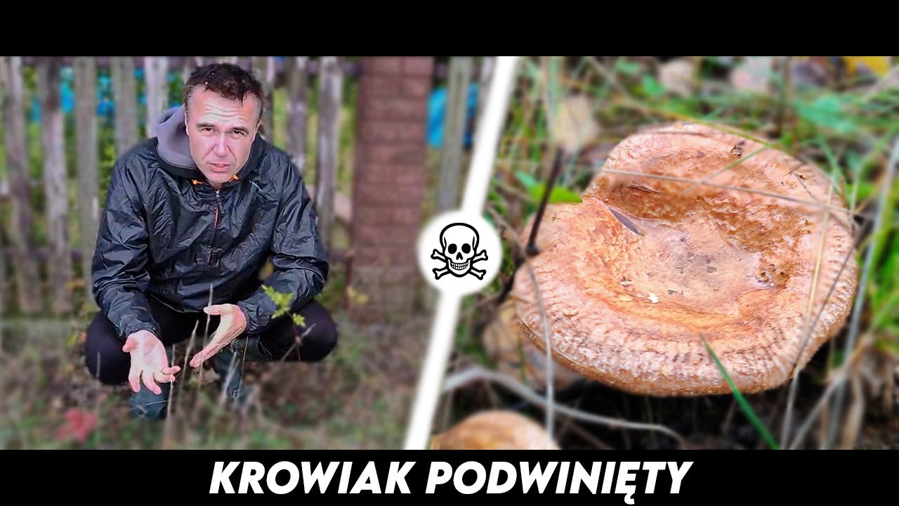 Krowiak Podwinięty - trujący grzyb spożywany przez nasze babcie - YouTube