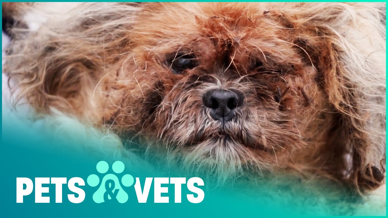 Neglected Dogs Finally Given The Attention They Need | The Dog Rescuers ...