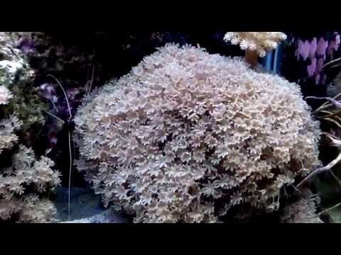 The Xenia Infection HD 3D