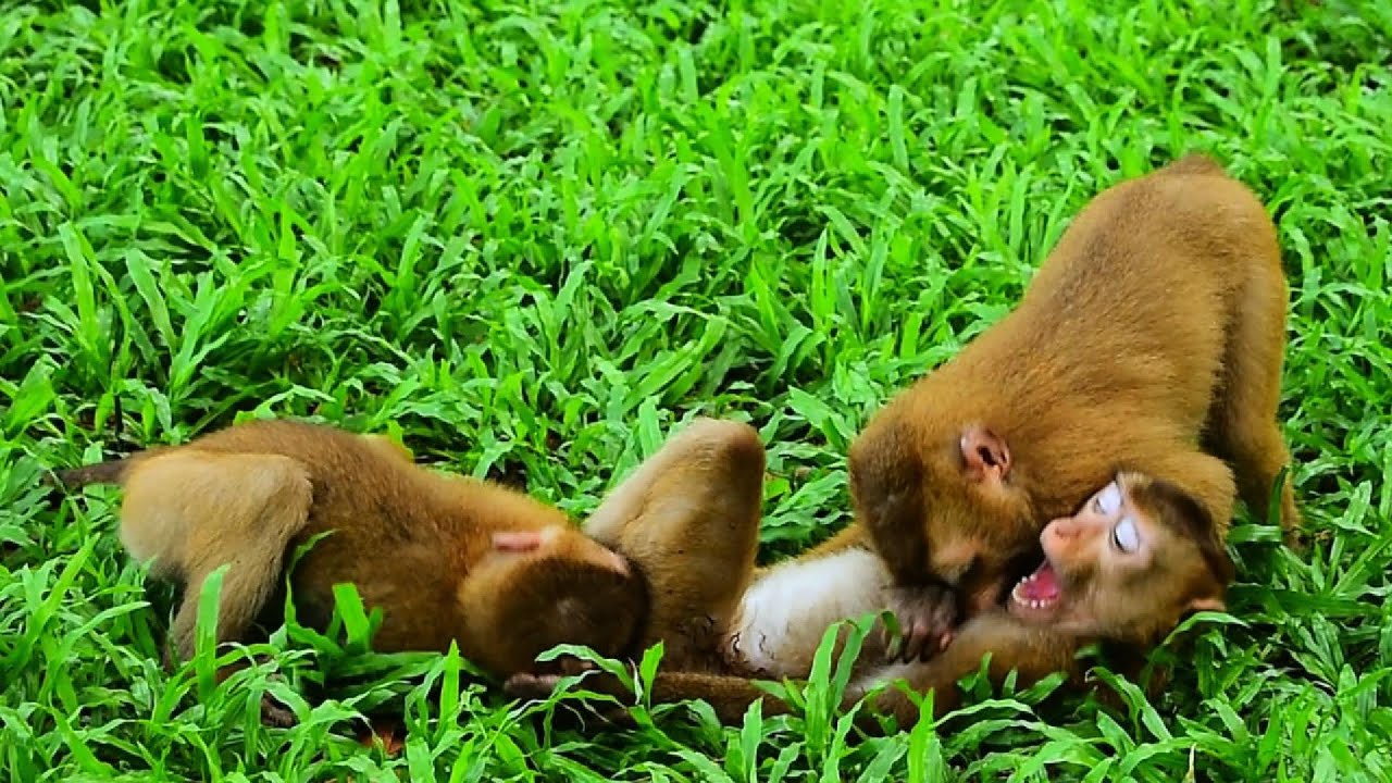 The wild monkeys are happy playing togetherness on the green ...