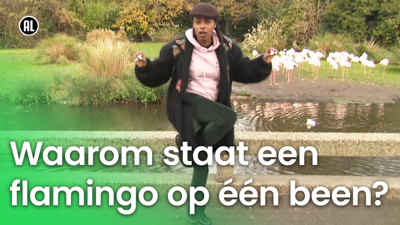 Waarom staat een flamingo op één been? | Vragen van Kinderen - YouTube