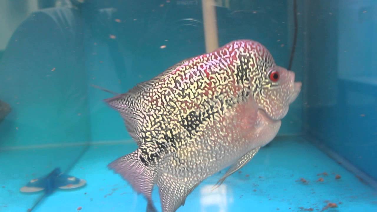 Louhan King Kamfa Thailand 20cm Up Youtube