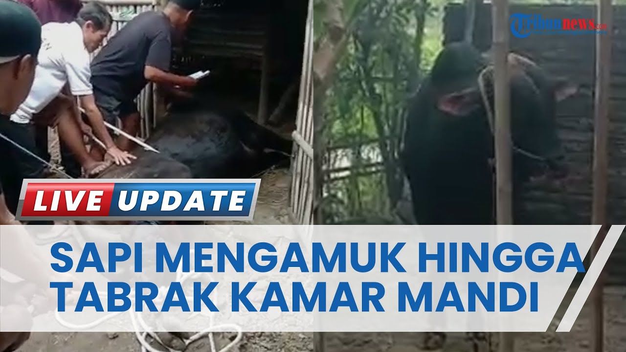 Sapi Kurban Ngamuk di Klaten hingga Tali Kekang Putus, Lari Brutal ...