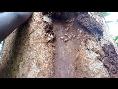 Termite-Infested Tree | Outdoorsy - YouTube