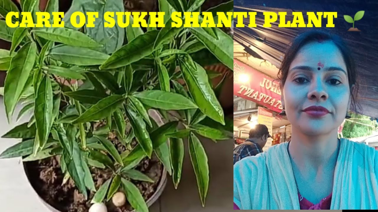 Sukh shanti 🌱plant/nirgundi/sukh chaain 🌱complete care#gardening with ...