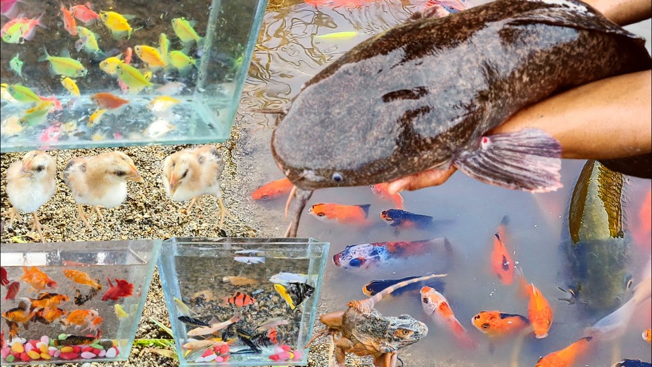 Catch colorful ornamental fish, koi fish, glofish, mollies, bettas ...