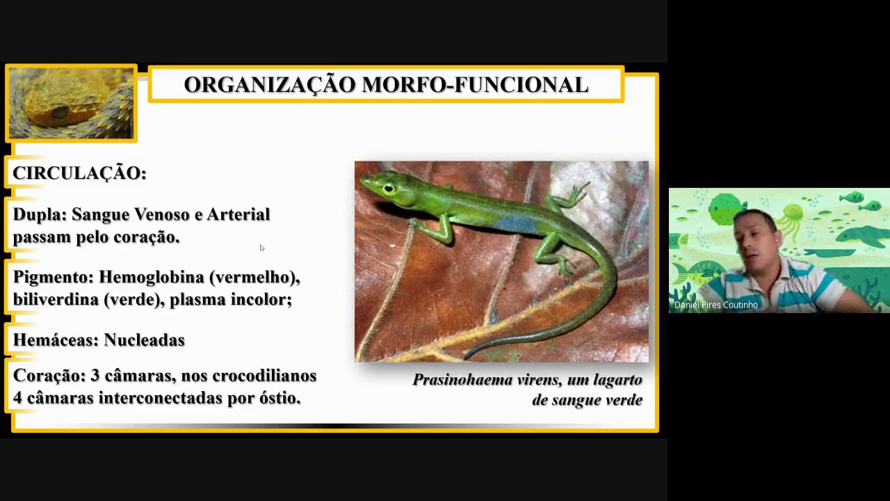 Biologia dos Reptilia: Anapsida, Sinapsida e Diapsida. - YouTube