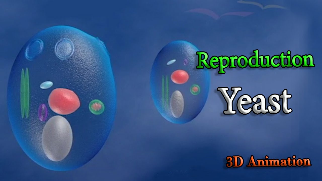 Reproduction in yeast ( 3D Animation ) - YouTube