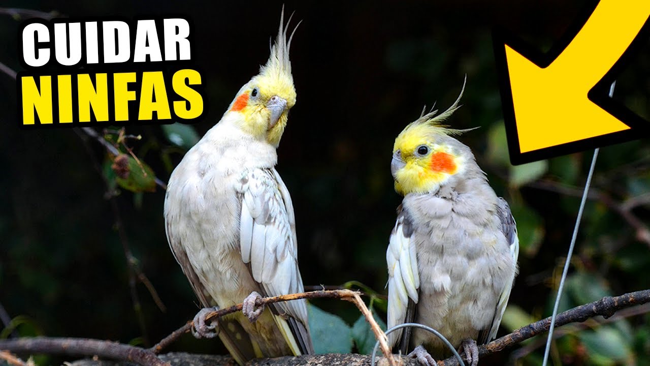 ¡10 DATOS QUE NO SABÍAS DE LAS NINFAS Y CÓMO CUIDARLAS! - YouTube