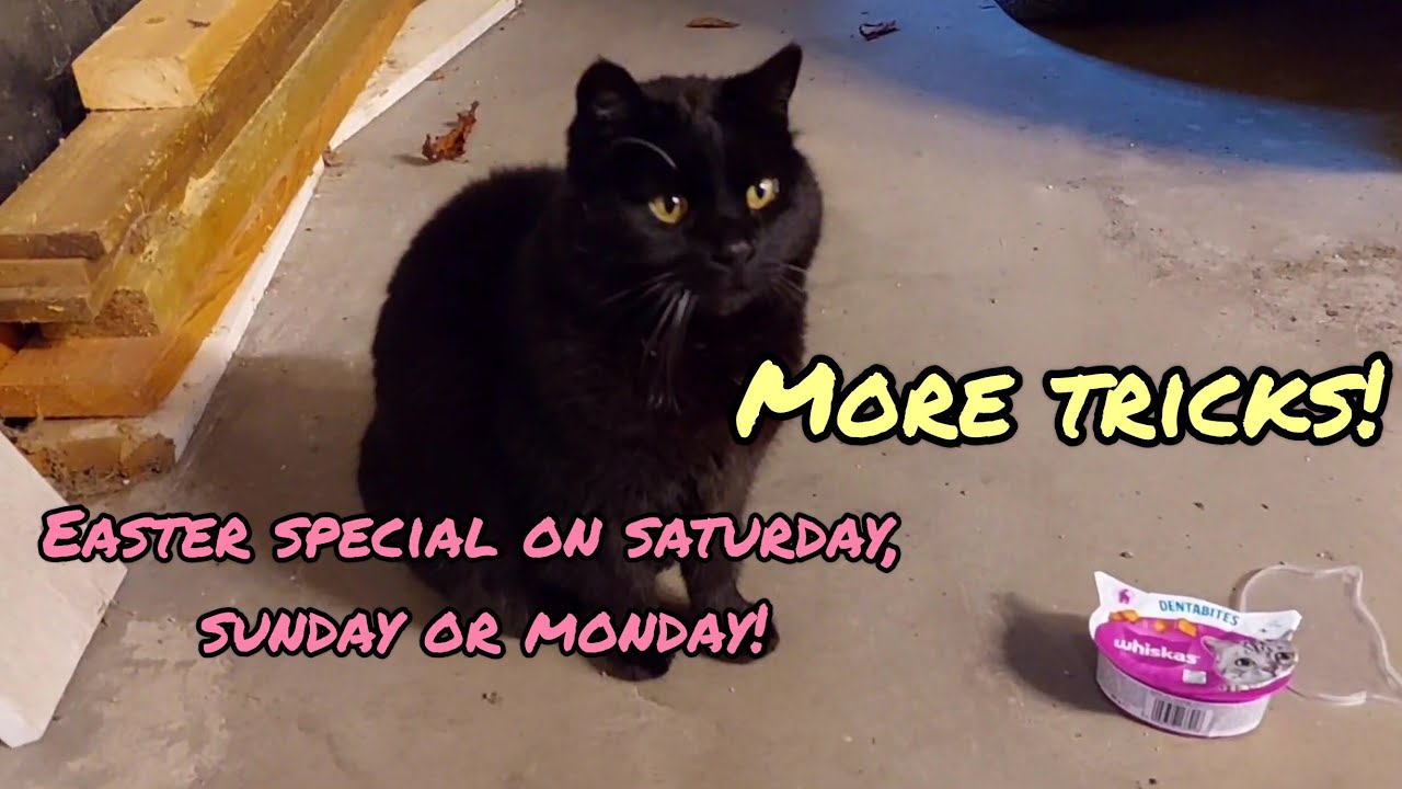 More tricks with my cat! | Obstacle course #2 - YouTube