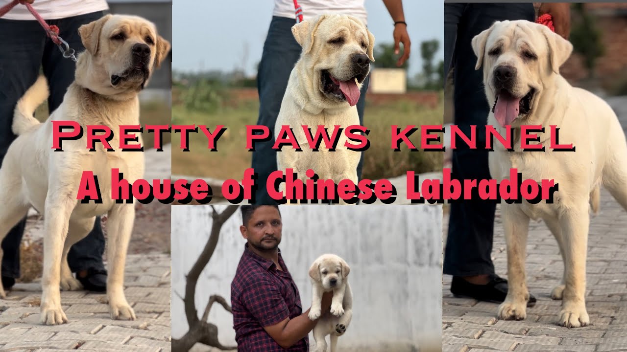 Real Chinese Labrador | English Labrador - YouTube