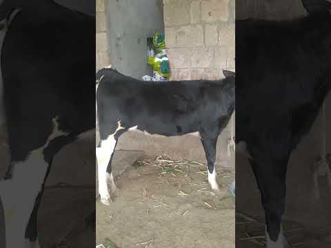 3.5 month calf #dairymilk #cowvideo # hf cow#animals #geercow #cow