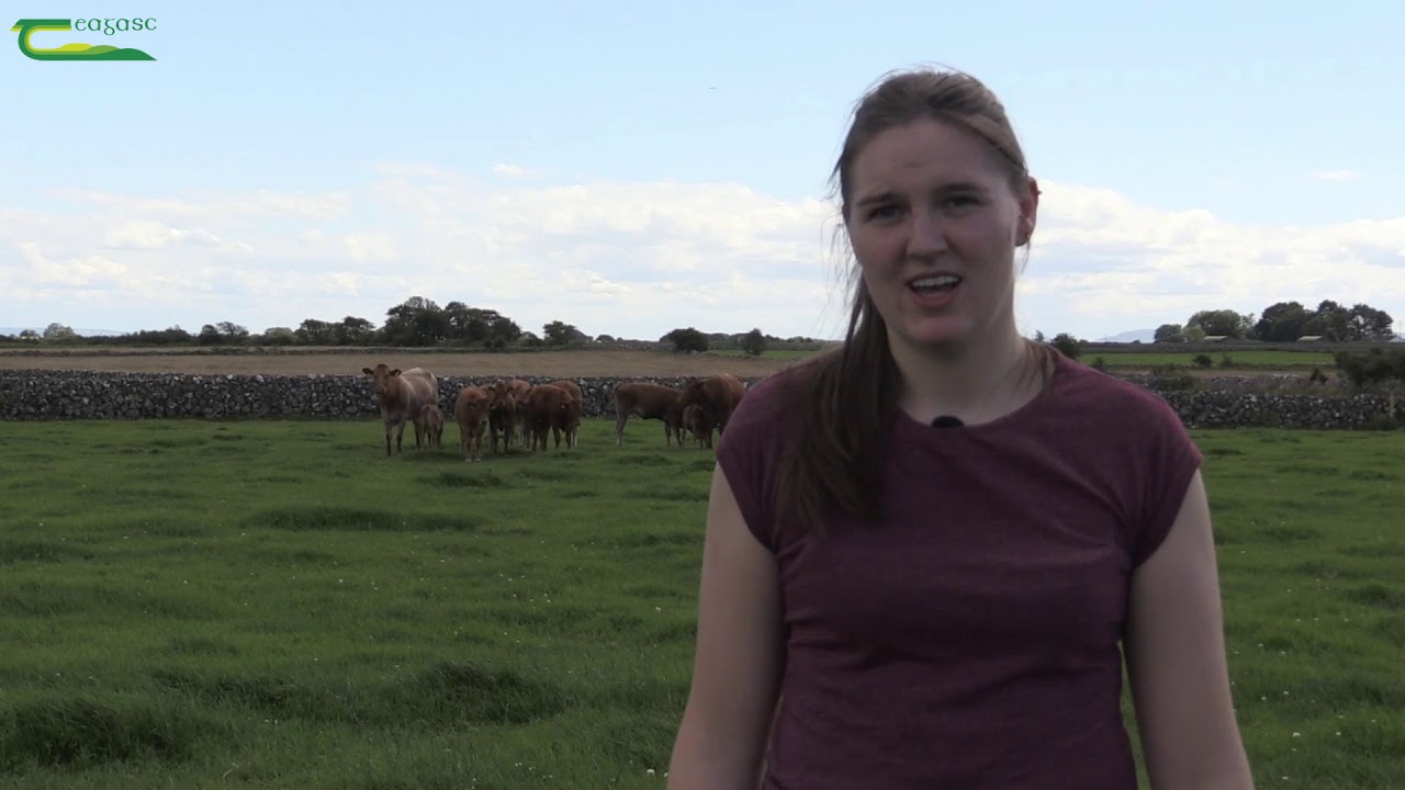 Sarah Kearney - Teagasc/FBD Student of the Year 2019 Finalist - YouTube