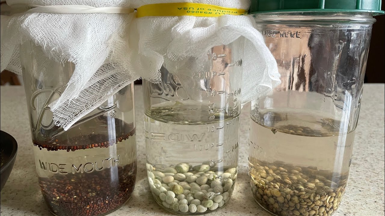 Our New Batch Of Sprouting Seeds And Set Up - YouTube