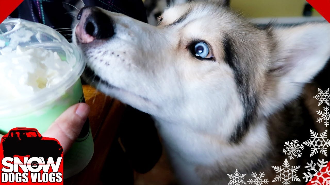 Diva Husky Wants Milkshake | Dog Gone Day - YouTube