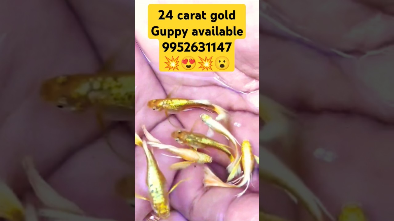 24 carat தங்க கப்பி மீன்கள்💥😮💥😍#guppies #fish #aquarium #shorts # ...
