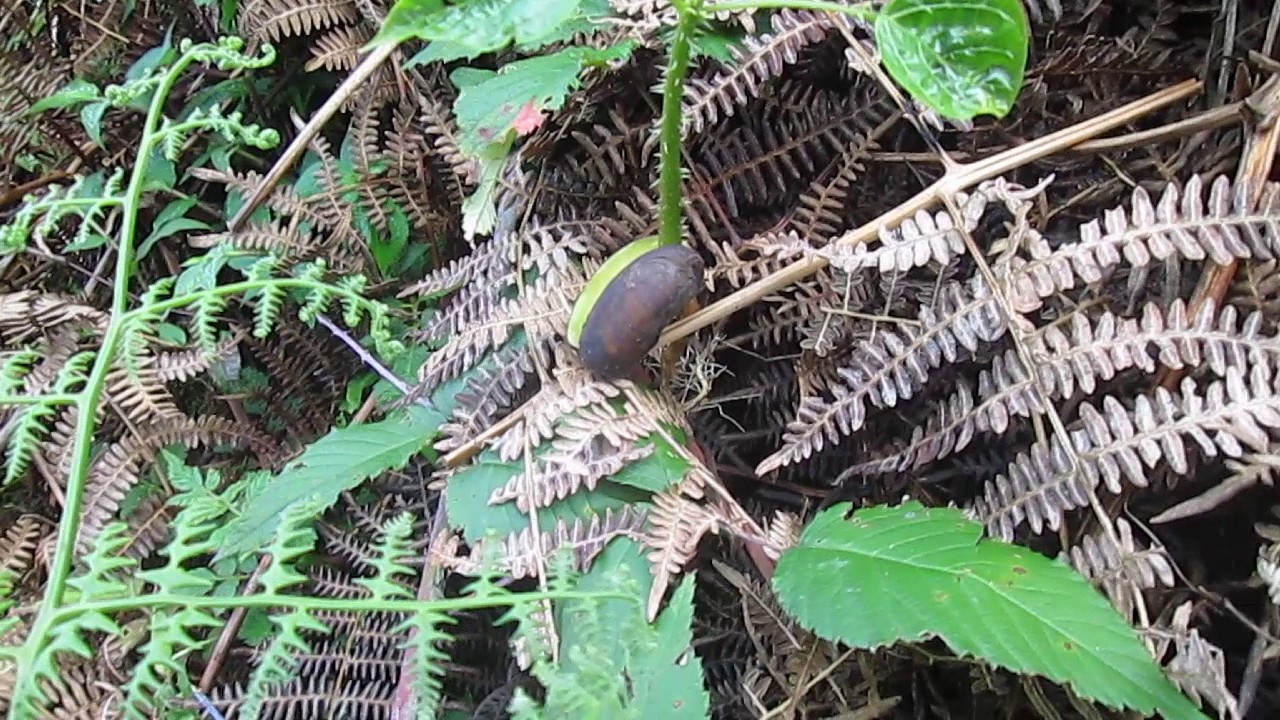 DATOS DE SIEMBRA DEL CHACHAFRUTO - YouTube