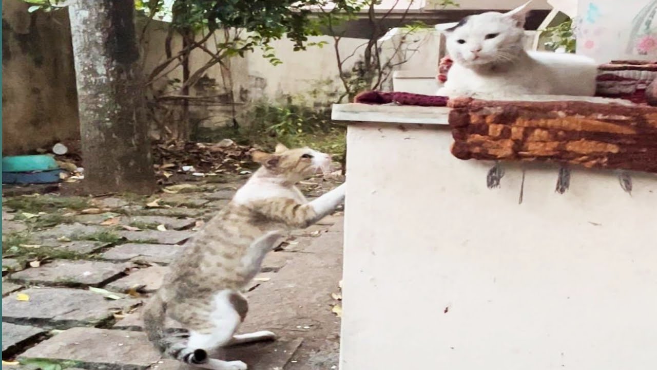 Angry male cats warming up for fighting|39| - YouTube