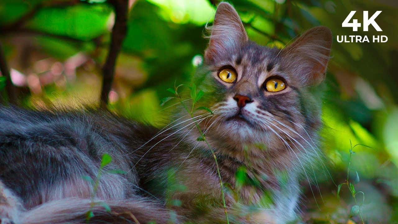 Cat Cam: Live Adventures of a Feline Friend @catmeditation - YouTube