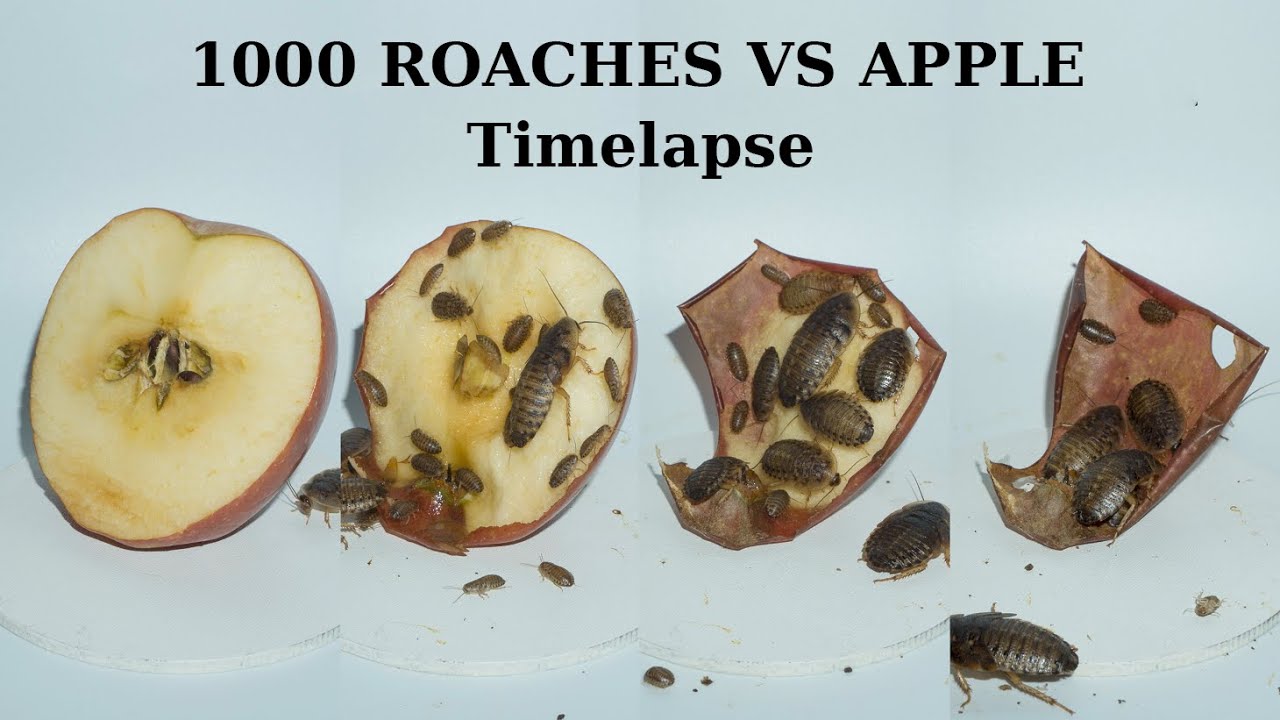 1000 Roaches vs Apple - Timelapse - YouTube