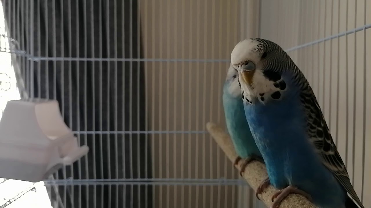 Cute Bird Looking At The Camera - YouTube