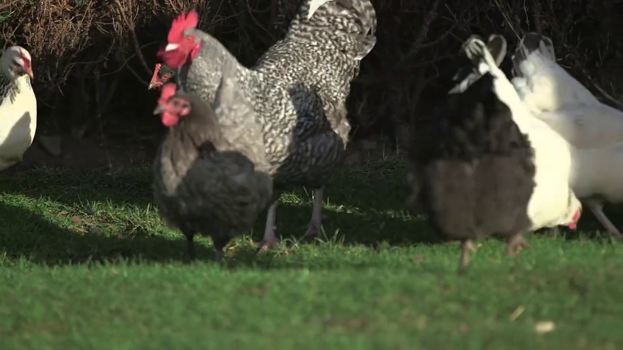 SOME CHICKENS OF RARE AUSTRALIAN SPECIES বিরল প্রজাতির কিছু ...