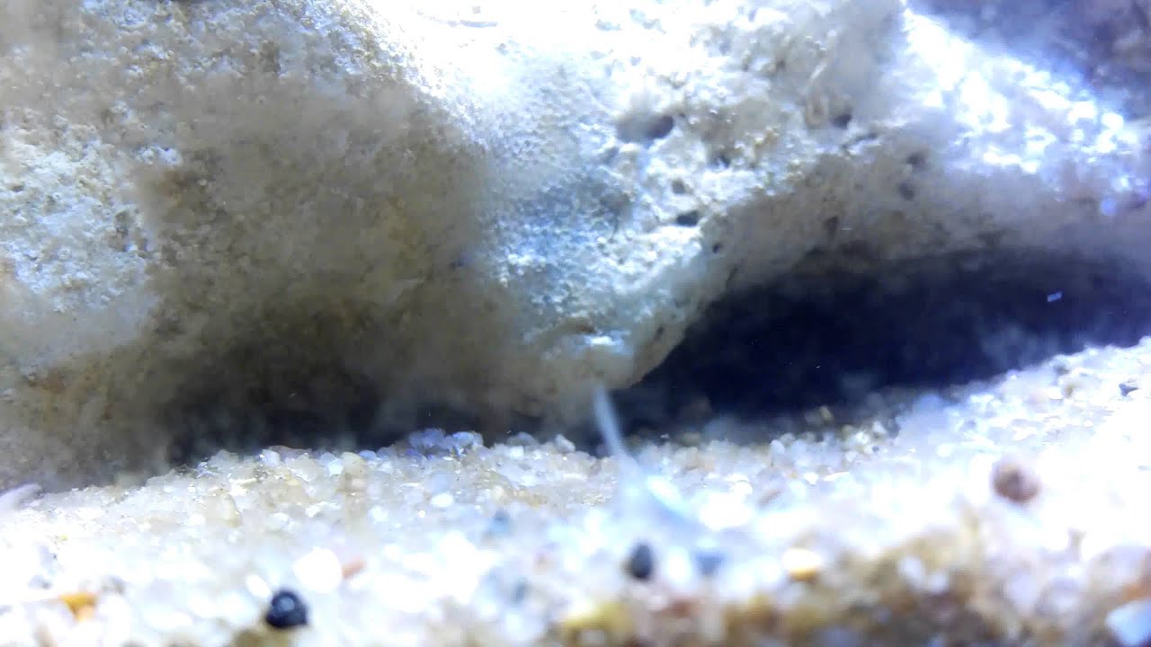 Plankton? All natural reef tank - YouTube