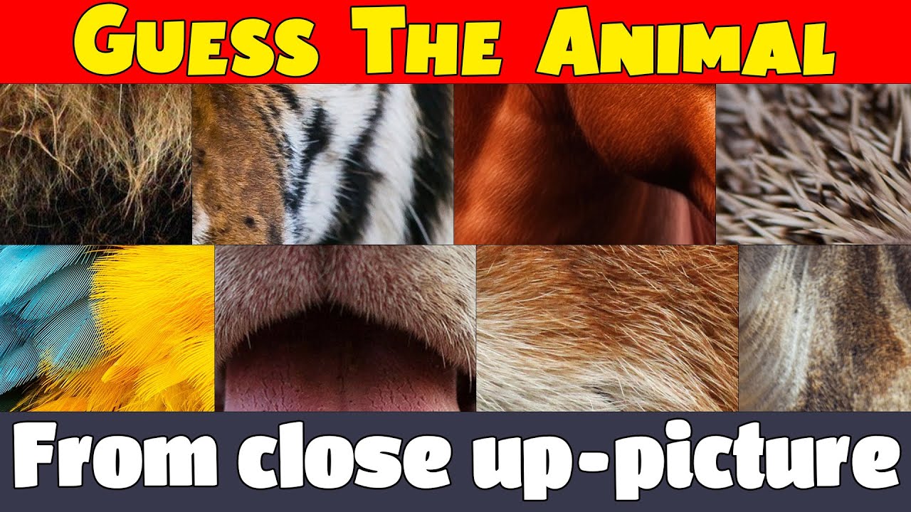 Guess Animal By The Close Up Picture | Animal Quiz - YouTube