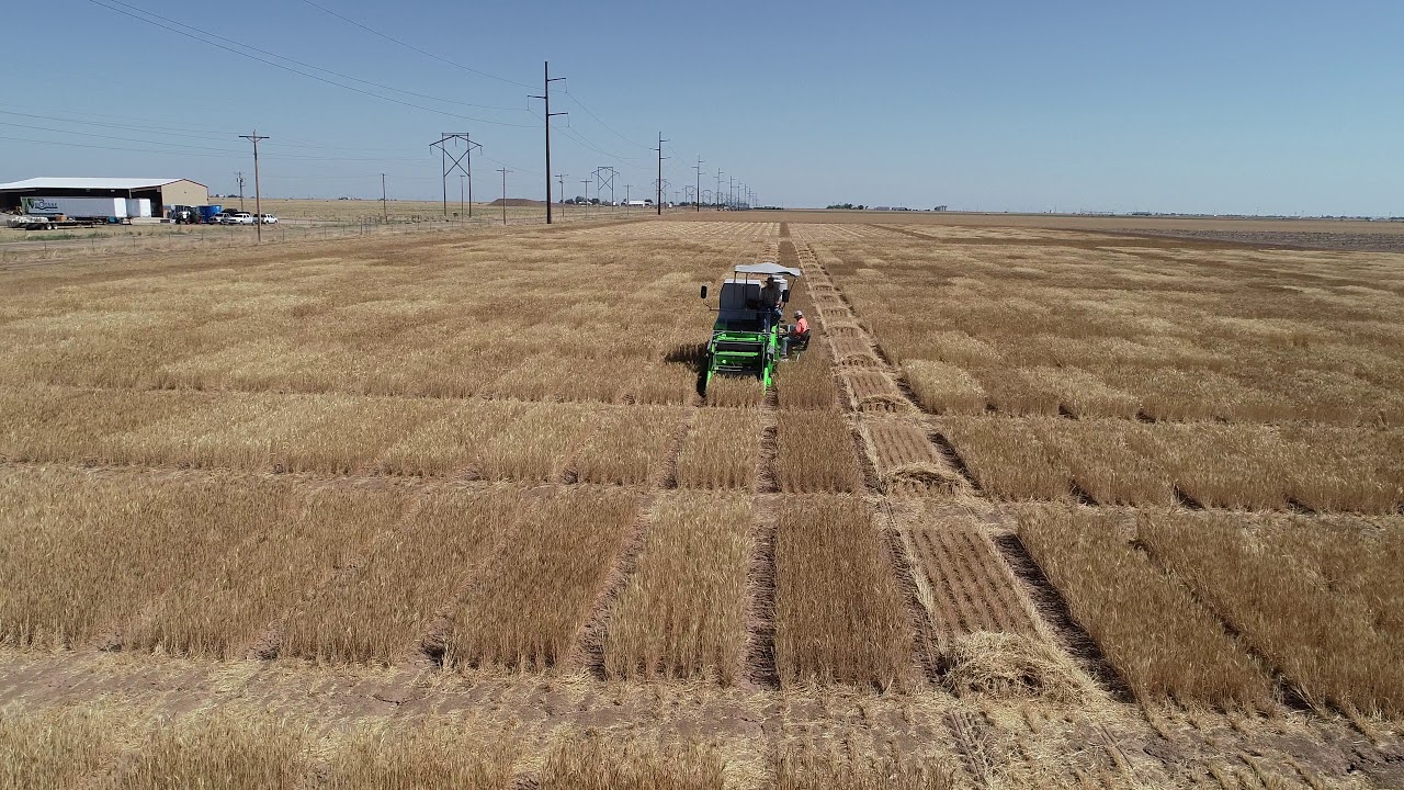 2018 Dryland wheat harvest at Bushland, TX - YouTube