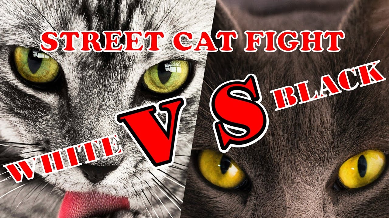 Street cat fight 길 고양이 싸움 - YouTube