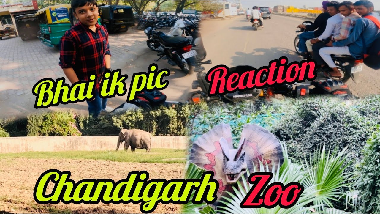 Crazy reaction in Chandigarh 😍 crazy view in Chandigarh zoo 🥰 cute ...
