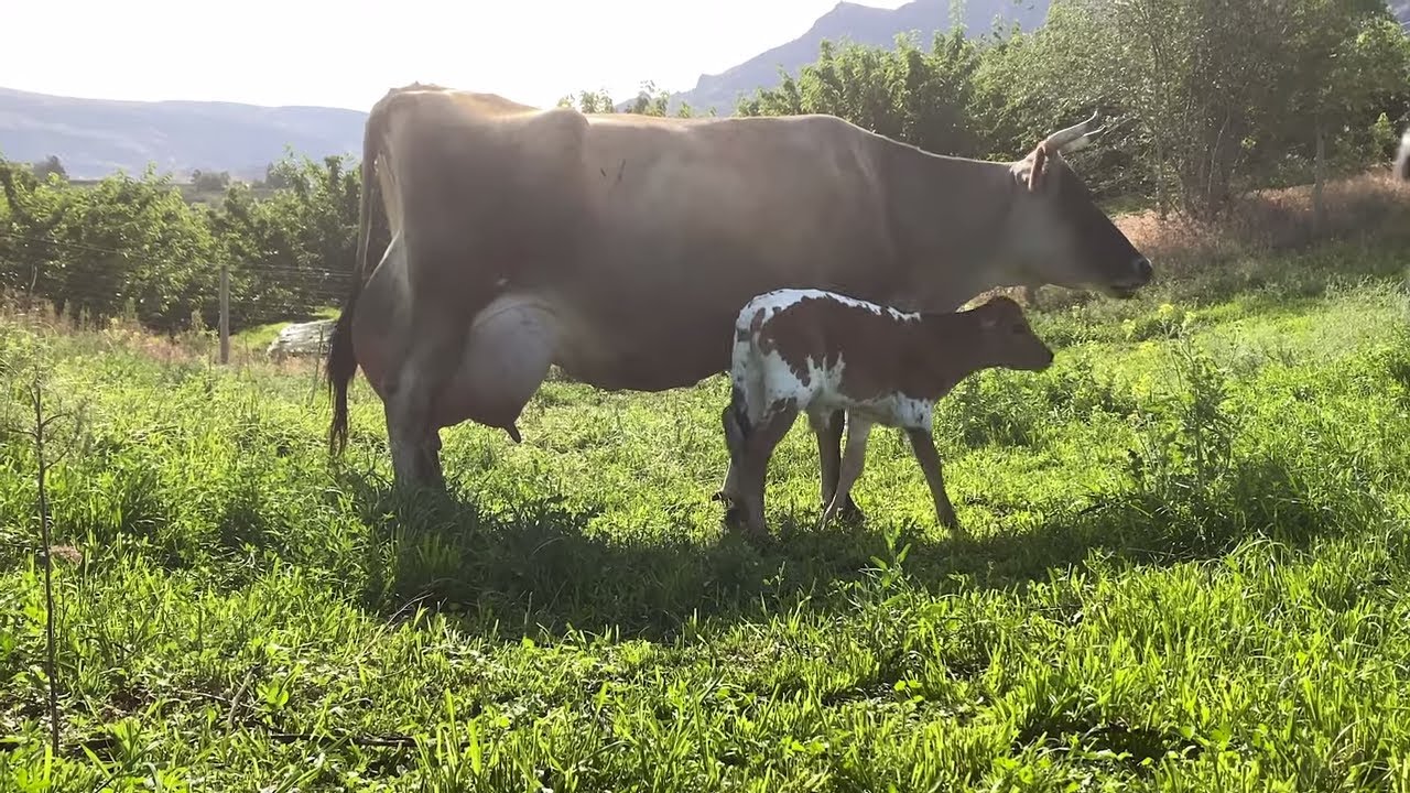 The MILKMAID of the Home Dairy | Dairy Cow - YouTube