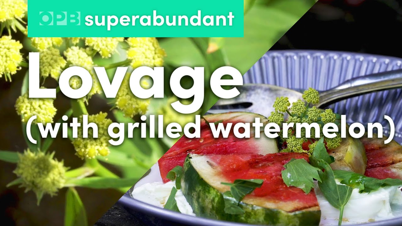 Lovage with grilled watermelon and burrata | Superabundant recipe | OPB ...