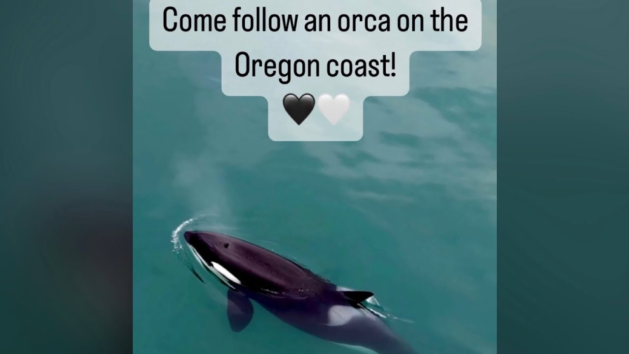 Follow An Orca Along The Oregon Coast - YouTube