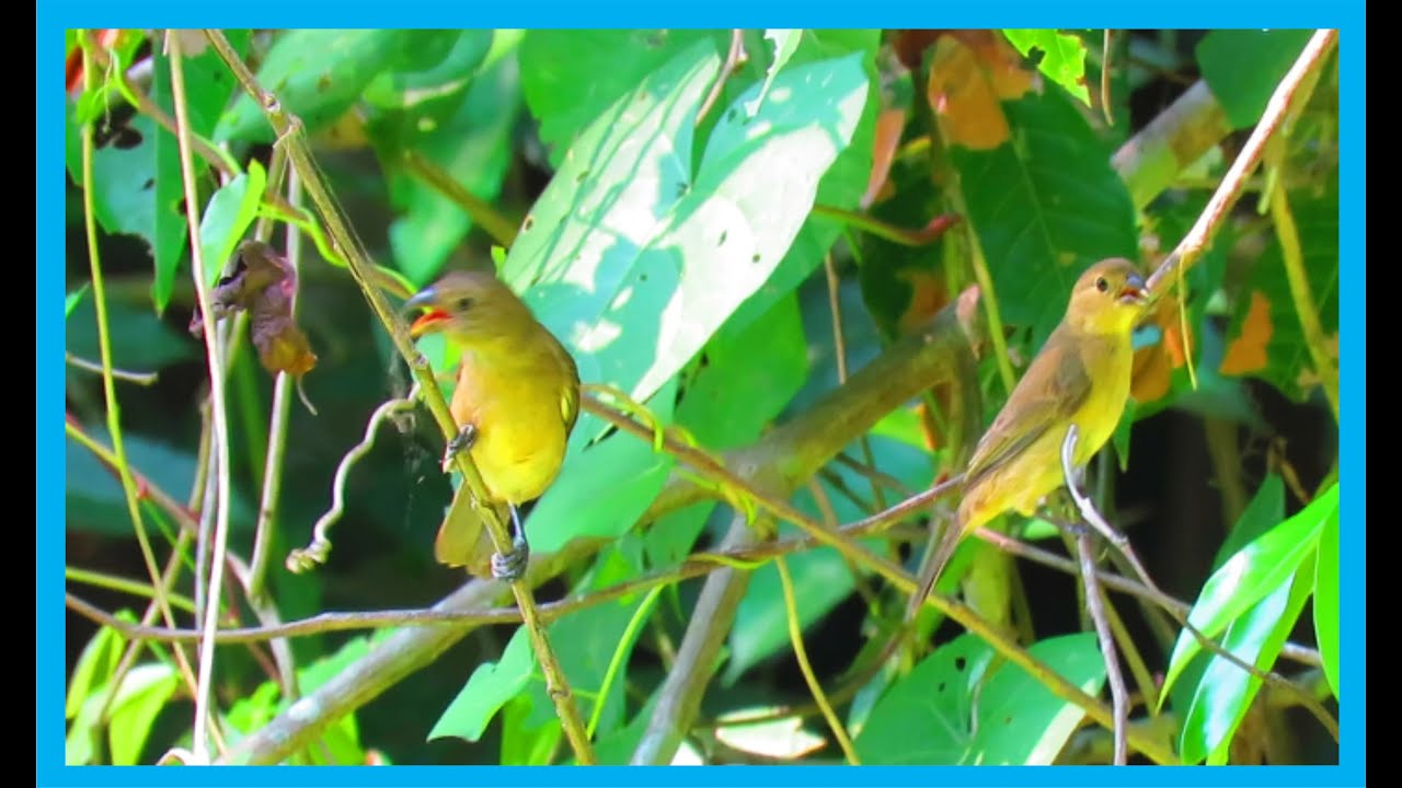 avecillas en la selva - YouTube