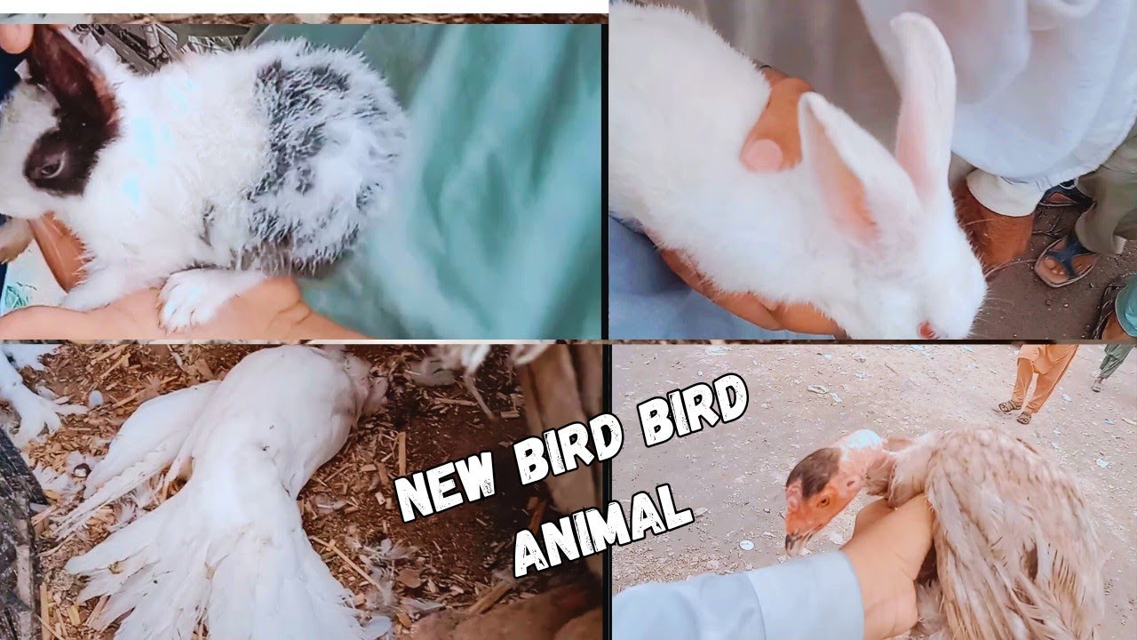 (New Bird and animal 😊/ganja baby expire) - YouTube